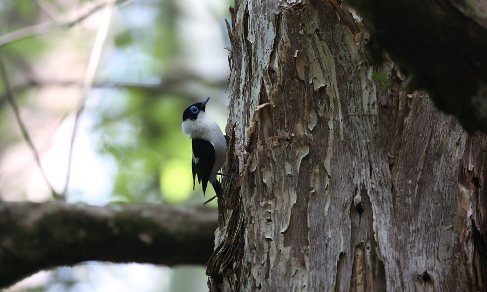 Bird List - Portland House Holiday Home - Queensland